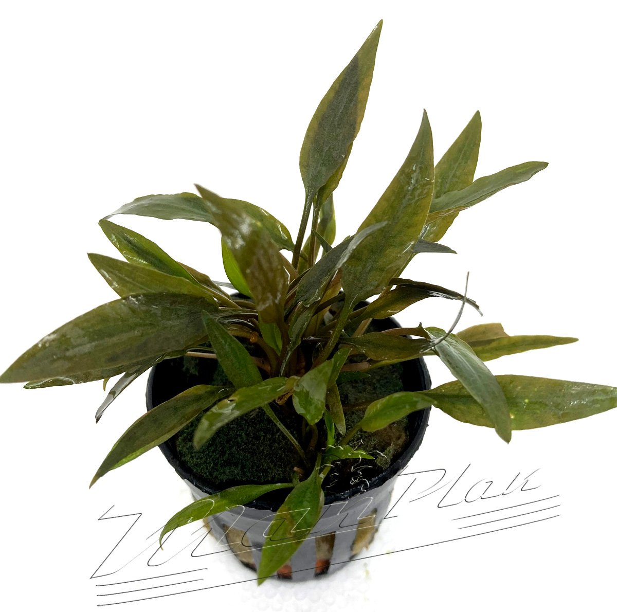 Cryptocoryne petchii - MundiAquariumCenter
