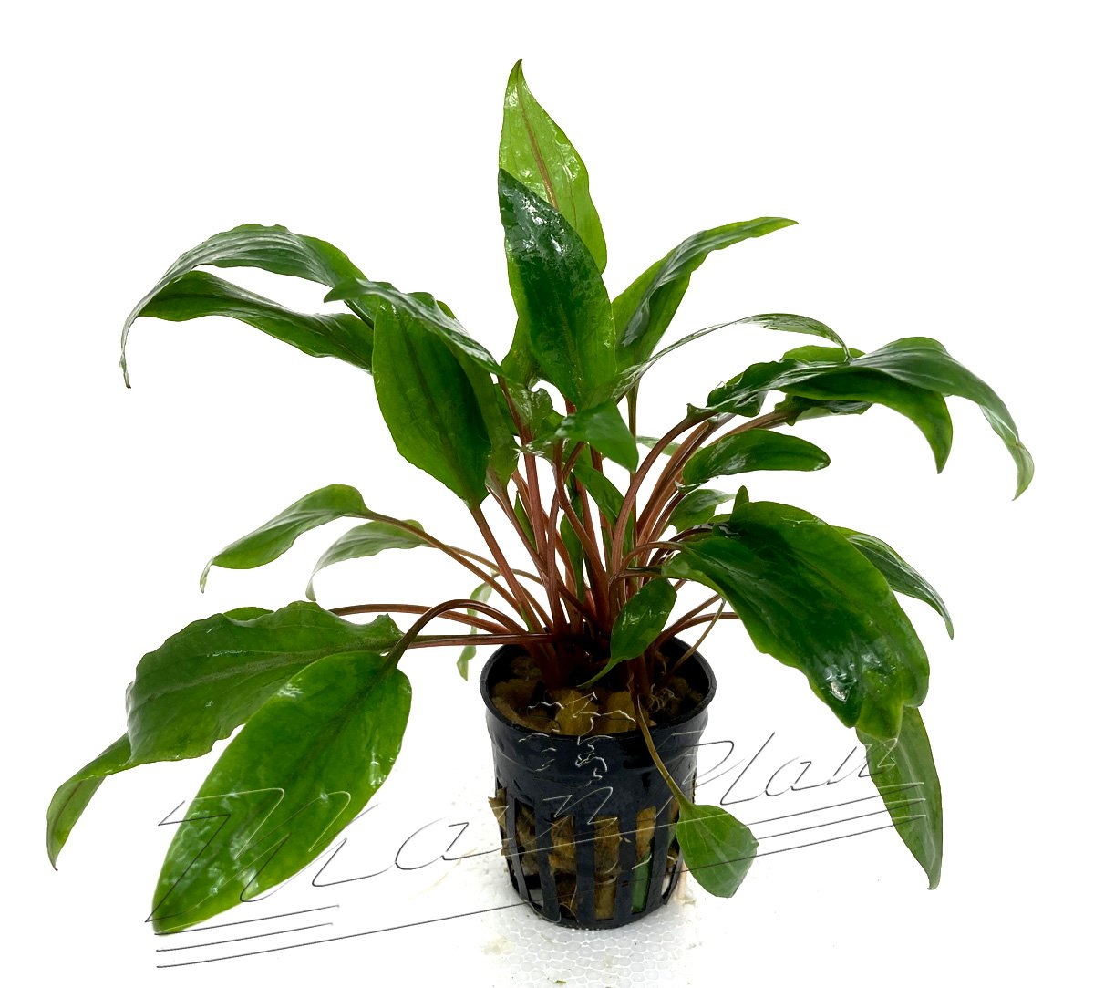 Cryptocoryne undulatus - MundiAquariumCenter