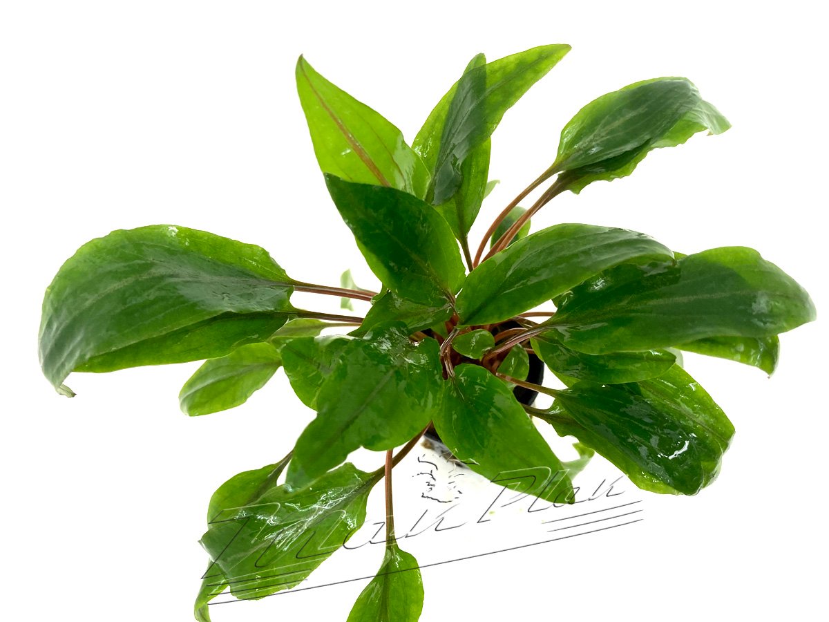 Cryptocoryne undulatus - MundiAquariumCenter