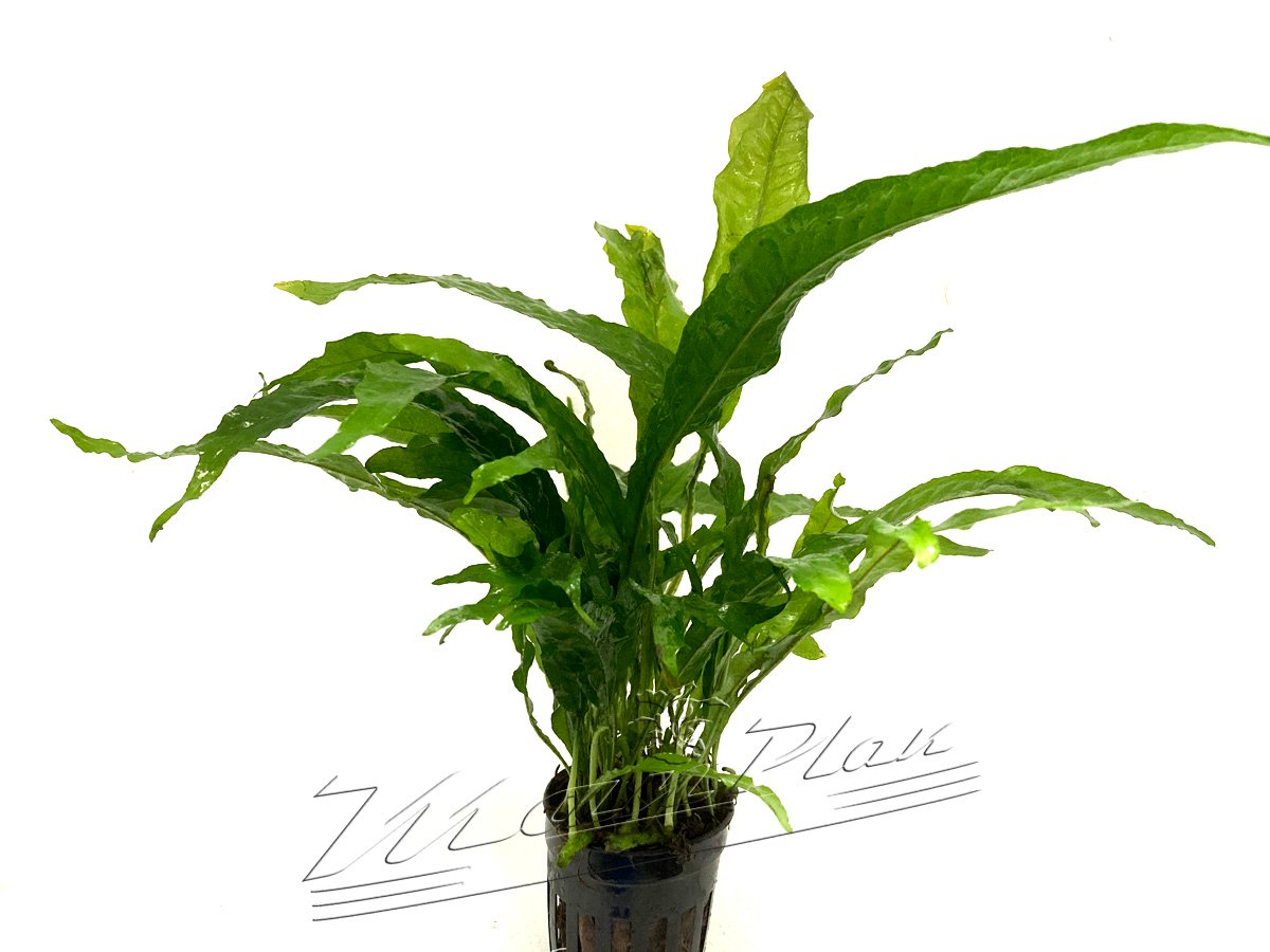 Microsorium pteropus hammer - MundiAquariumCenter