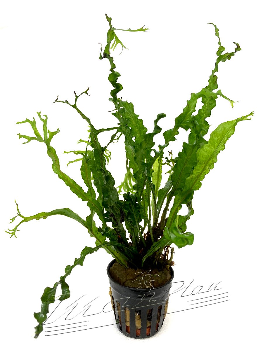 Microsorium pteropus twister - MundiAquariumCenter