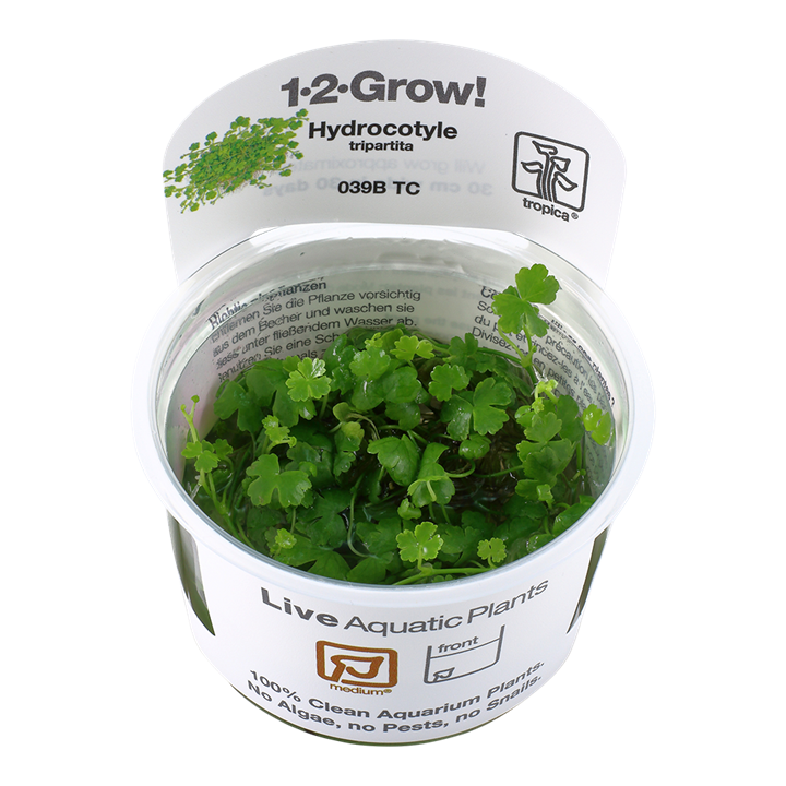 Hydrocotyle tripartita - MundiAquariumCenter
