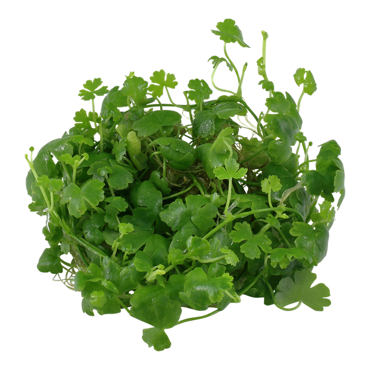 Hydrocotyle tripartita - MundiAquariumCenter