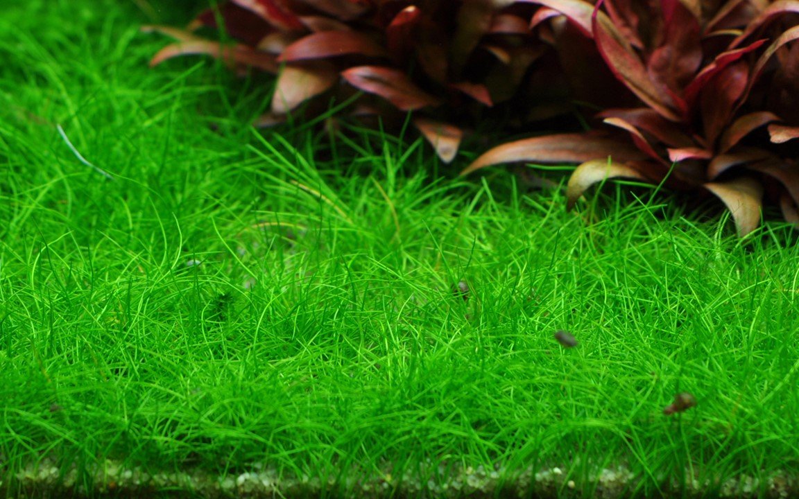 Eleocharis pusilla 'Mini' - MundiAquariumCenter