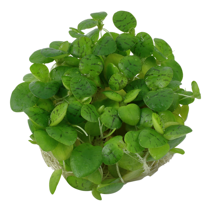 Limnobium laevigatum - MundiAquariumCenter