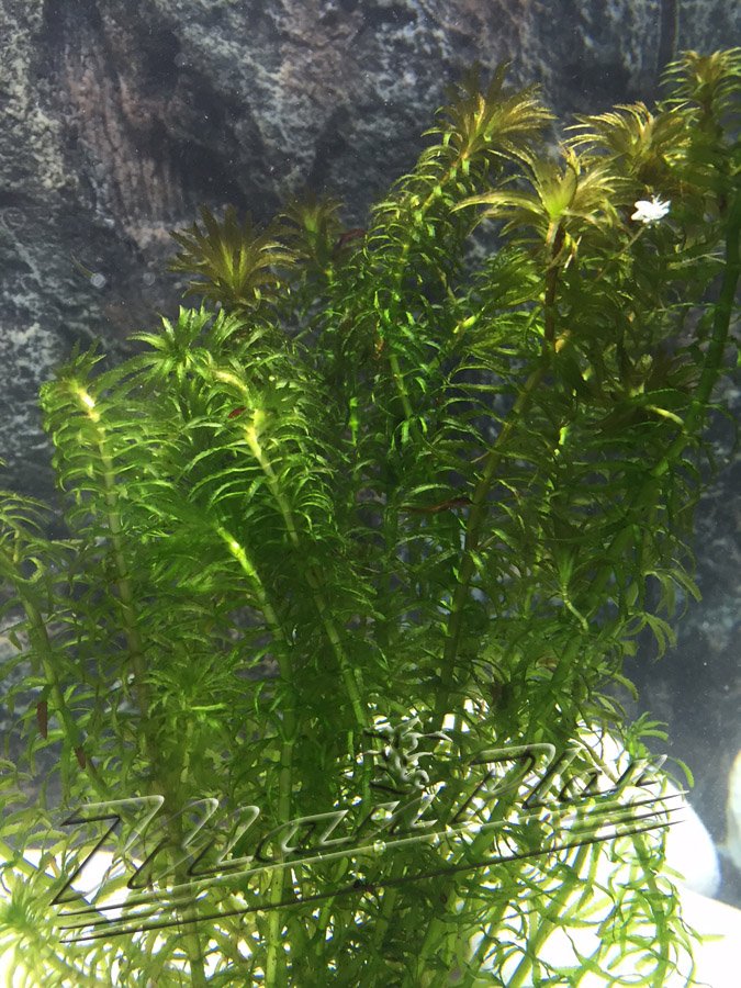 Oxigenantes egeria najas - MundiAquariumCenter