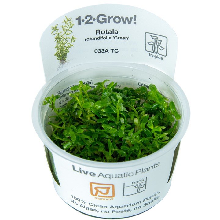 Rotala rotundifolia 'Green' - MundiAquariumCenter