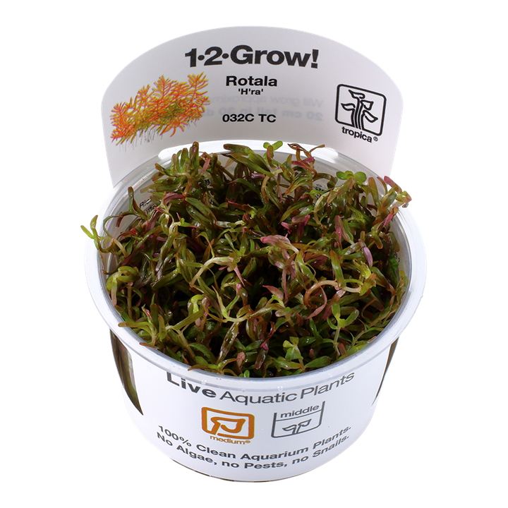 Rotala rotundifolia 'H''Ra' - MundiAquariumCenter