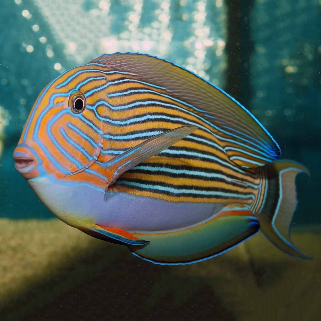 ACANTHURUS LINEATUS - MundiAquariumCenter