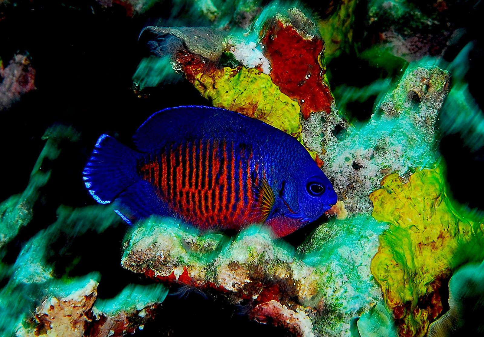 CENTROPYGE BISPINOSUS - MundiAquariumCenter