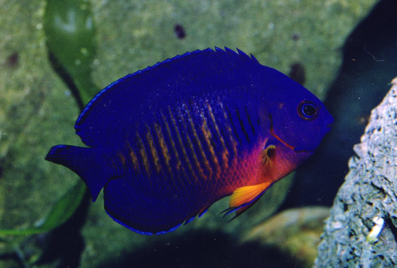 CENTROPYGE BISPINOSUS - MundiAquariumCenter