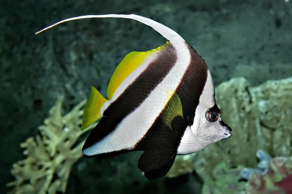 HENIOCHUS ACUMINATUS - MundiAquariumCenter
