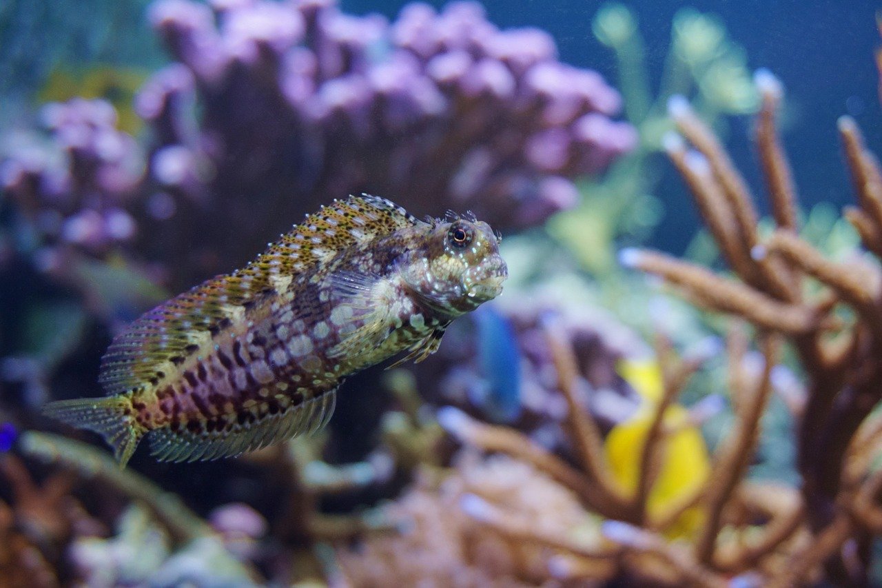 SALARIA FASCIATUS - MundiAquariumCenter