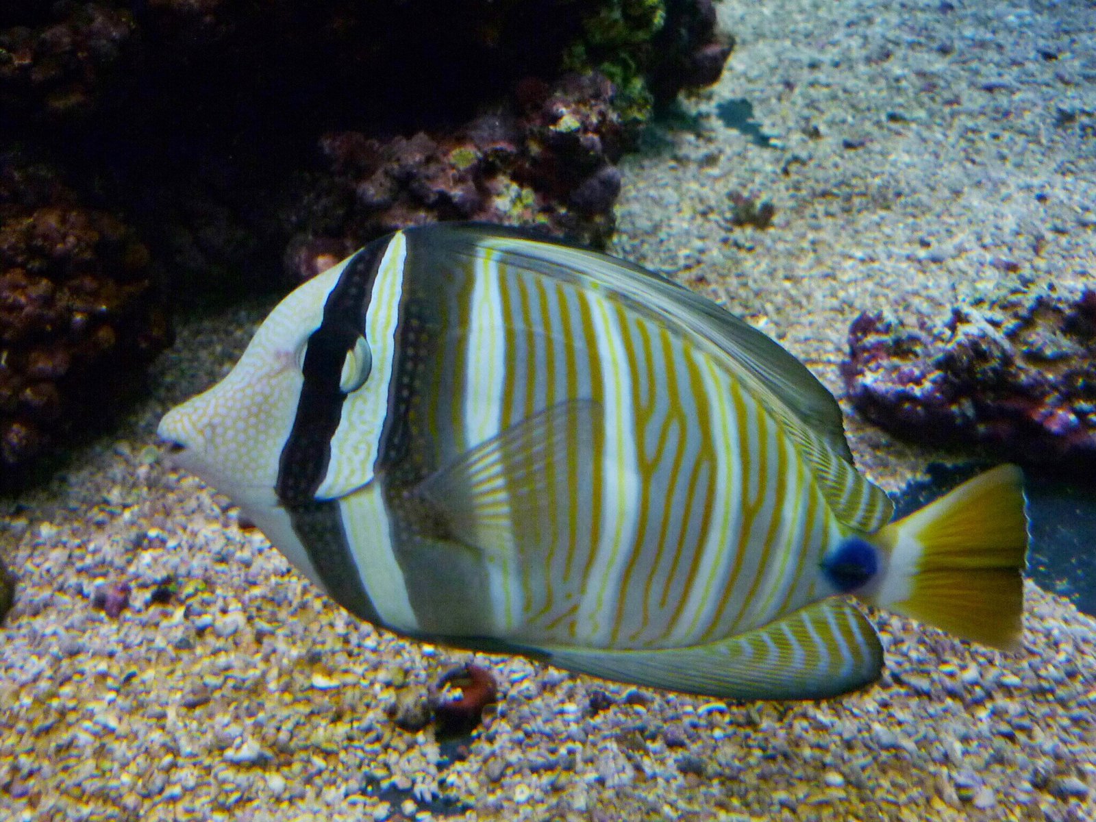 ZEBRASOMA VELIFERUM - MundiAquariumCenter